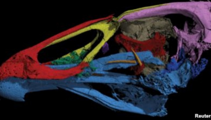 Fosil ‘Wonder Chicken’ Ditemukan di Belgia - Transindonesia.co